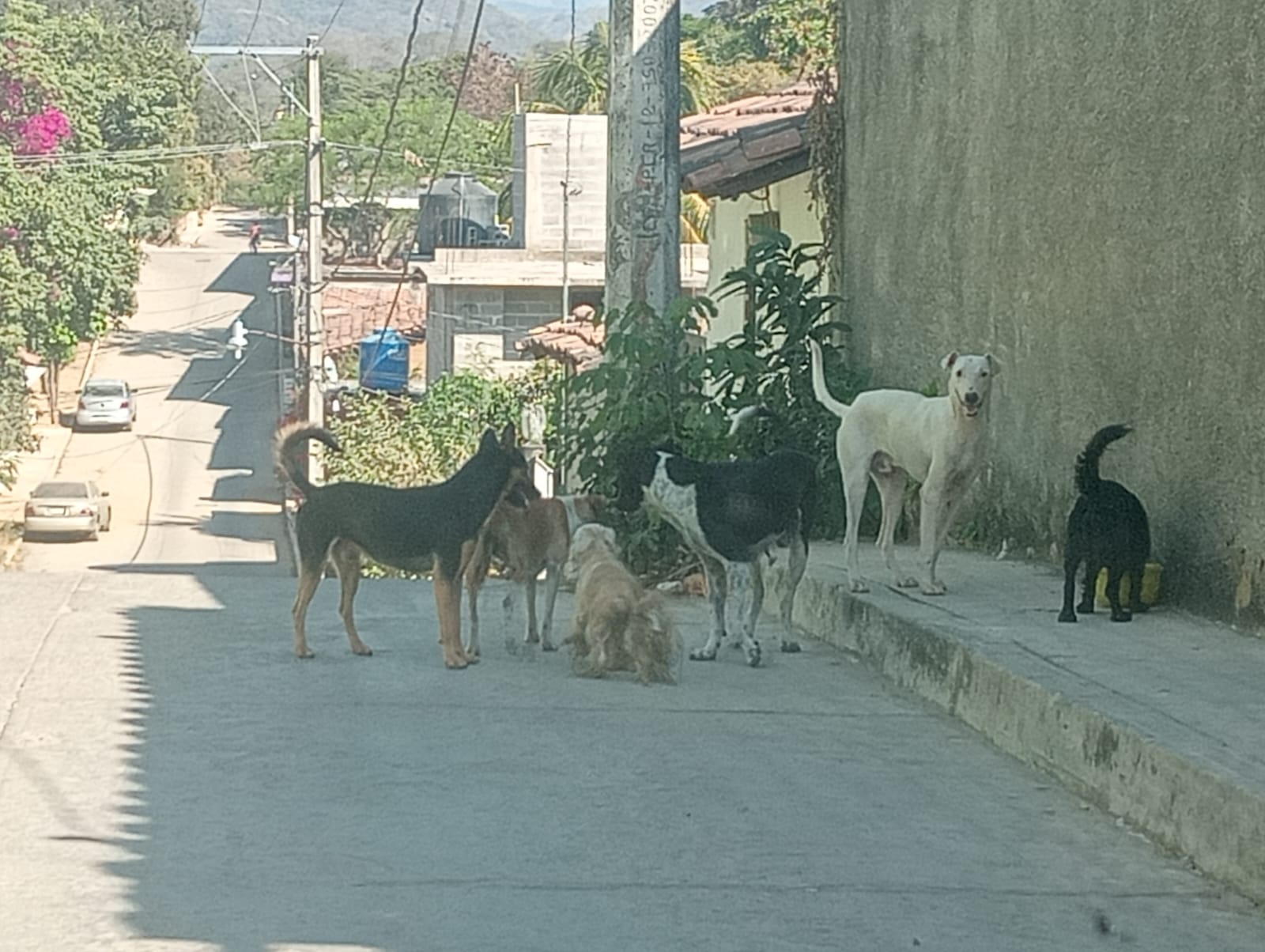 Jauría de perros deambula por calles de San Luis Acatlán - El Faro de ...
